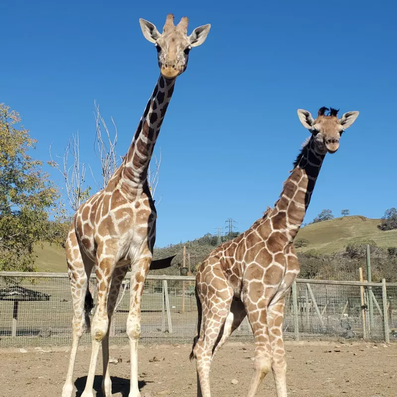 zoolife: Live Zoo Cameras & Interactive Animal Streams 24/7
