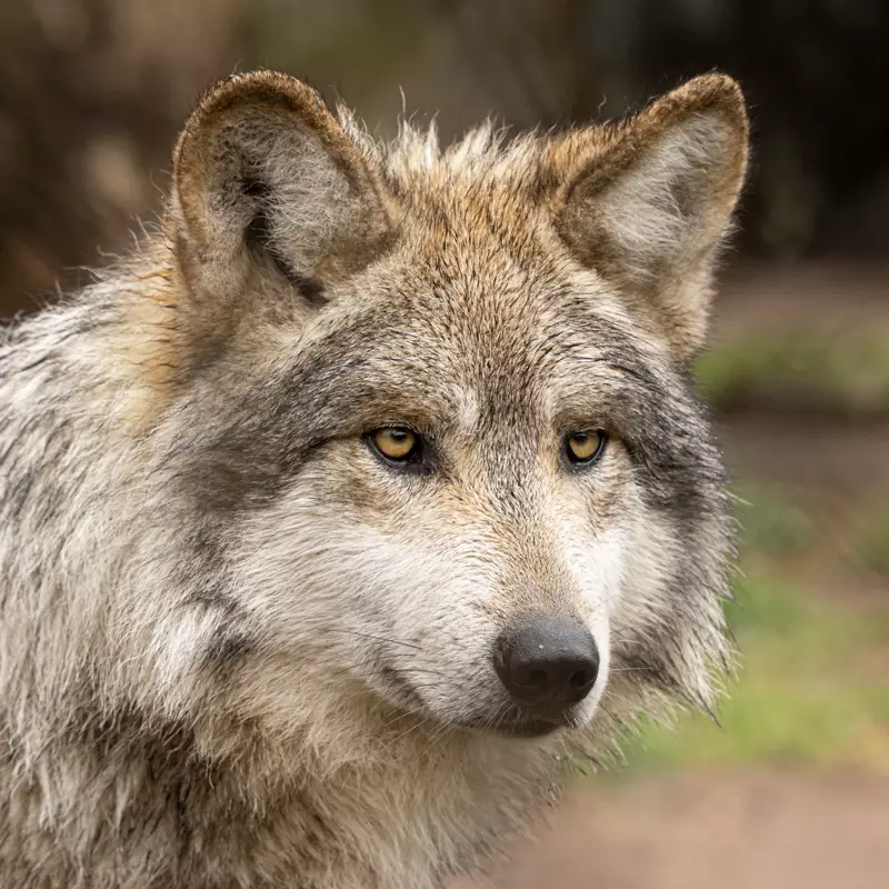 zoolife: Live Zoo Cameras & Interactive Animal Streams 24/7
