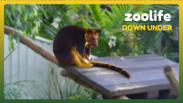zoolife - The world's first live and interactive virtual zoo.