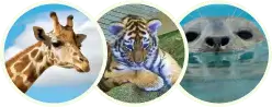 zoolife - The world's first live and interactive virtual zoo.