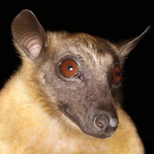 zoolife - The world's first live and interactive virtual zoo.