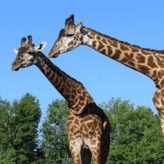 Zoolife - The world's first live and interactive virtual zoo.