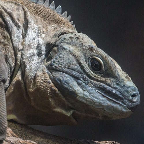 zoolife - The world's first live and interactive virtual zoo.