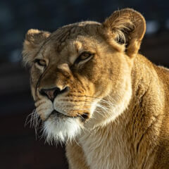 zoolife - The world's first live and interactive virtual zoo.