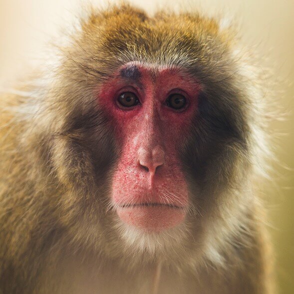 zoolife - The world's first live and interactive virtual zoo.