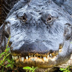 zoolife - The world's first live and interactive virtual zoo.