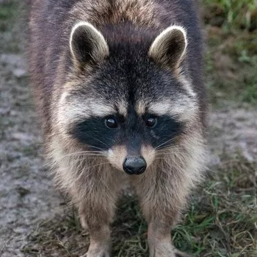 zoolife: Live Zoo Cameras & Interactive Animal Streams 24/7