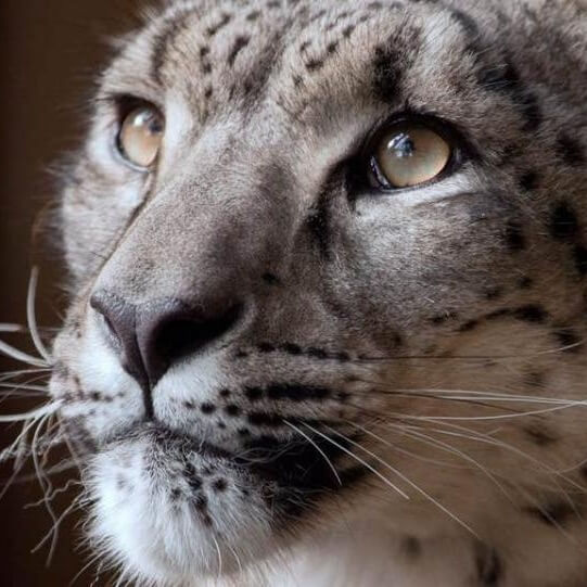 zoolife: Live Zoo Cameras & Interactive Animal Streams 24/7