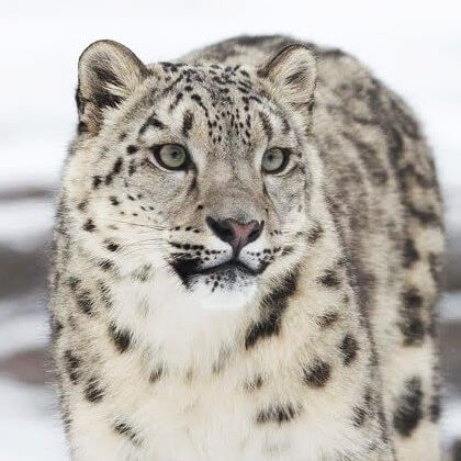 Zoolife - The world's first live and interactive virtual zoo.