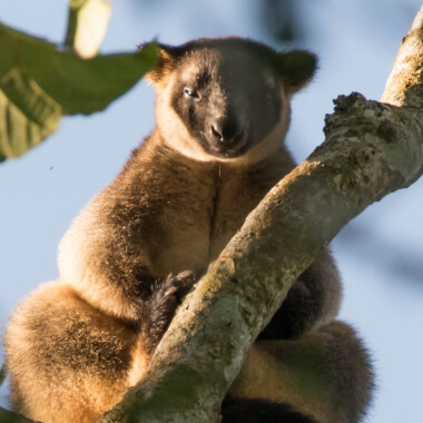 zoolife - The world's first live and interactive virtual zoo.