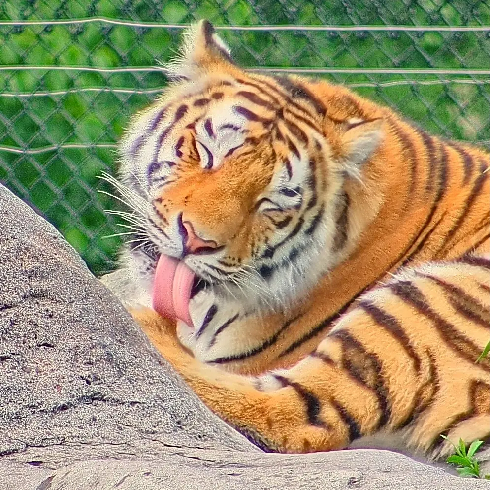 zoolife: Live Zoo Cameras & Interactive Animal Streams 24/7